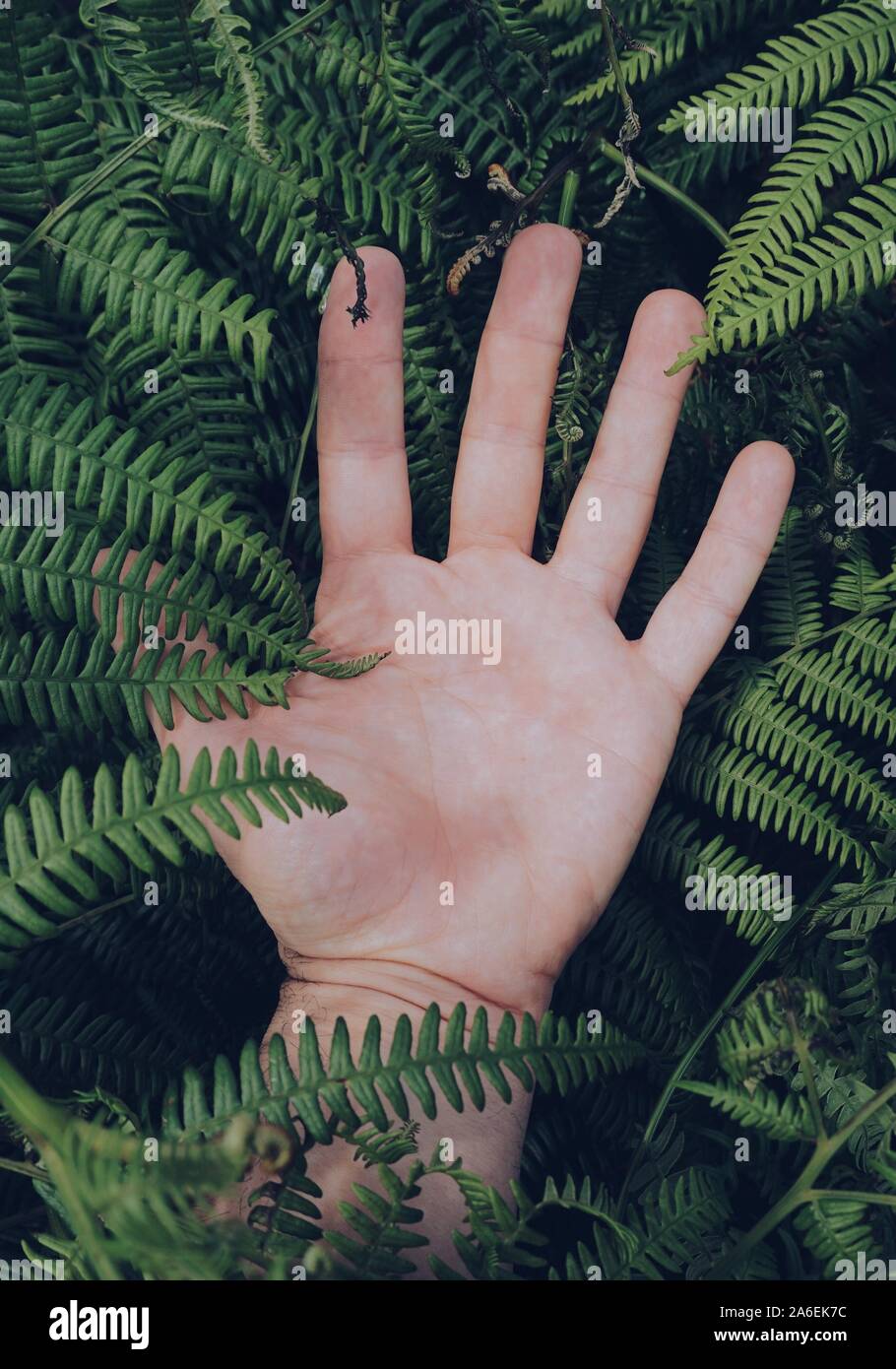 Hand and green leaf hi-res stock photography and images - Alamy