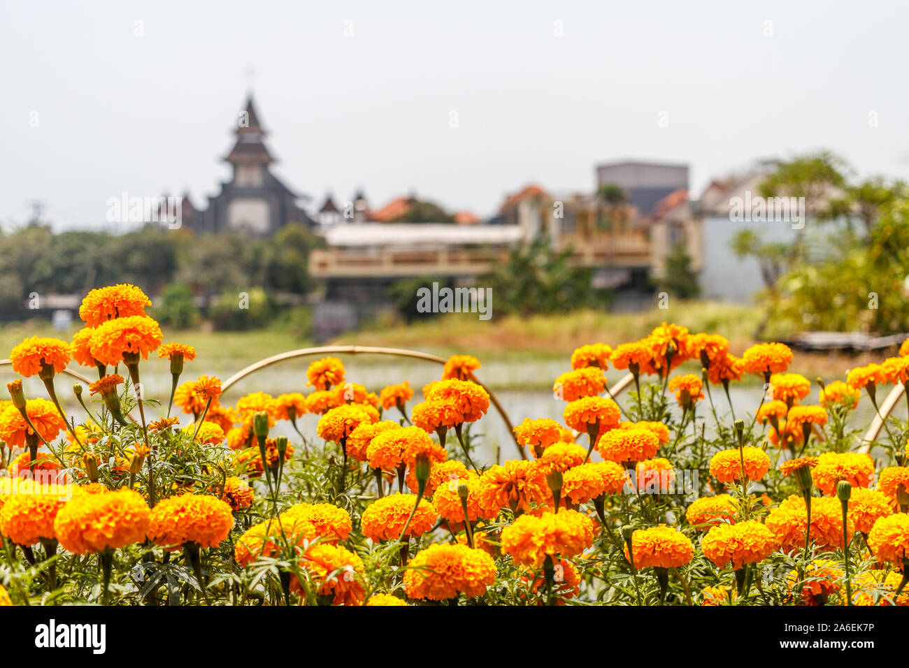 Marigold bali orange hi-res stock photography and images - Alamy
