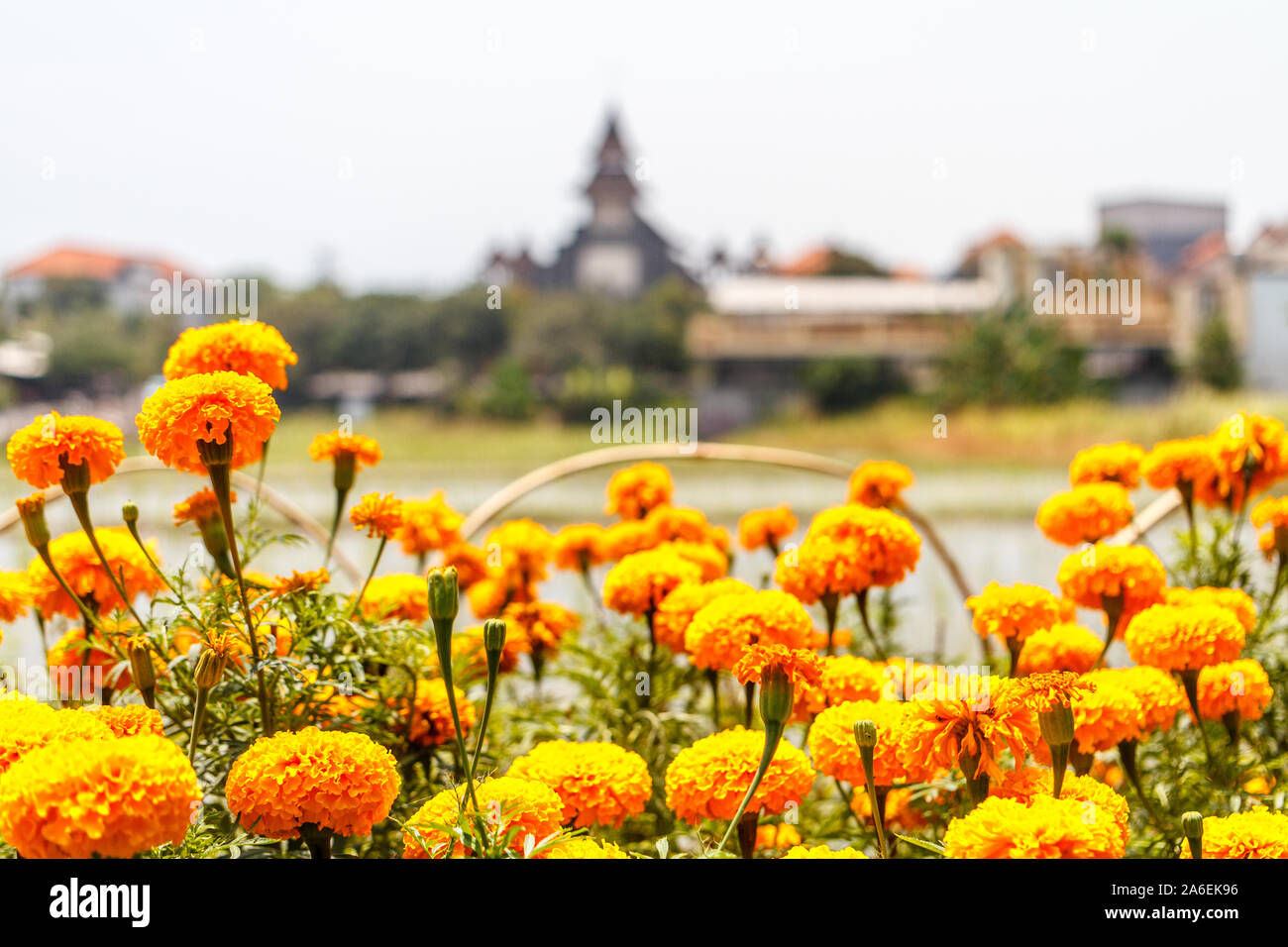 Marigold flower bed near the rice field, Catholic church on the ...