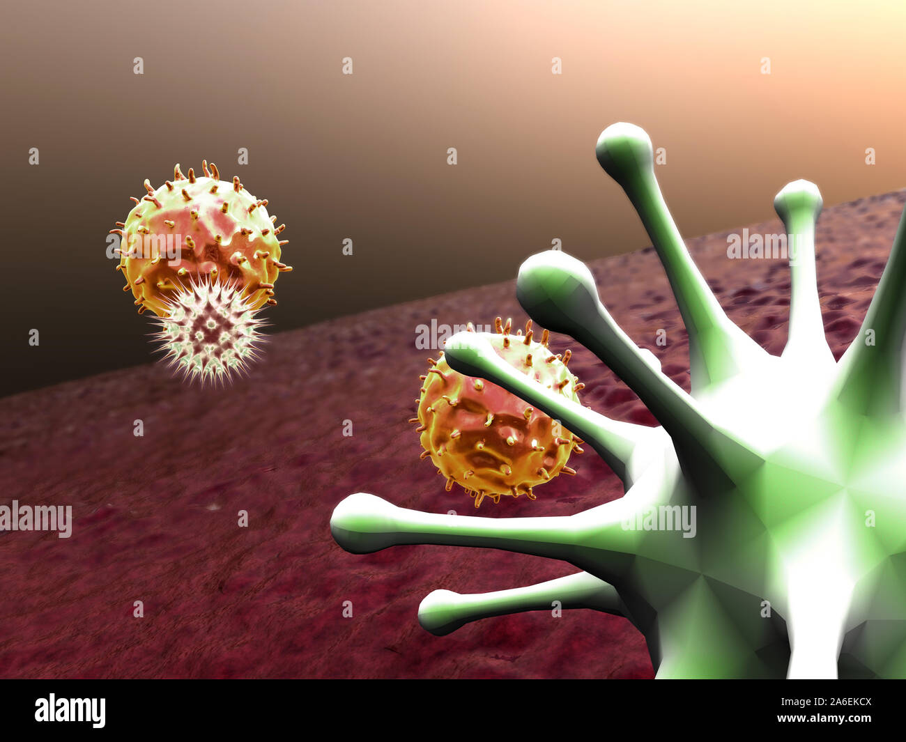 T lymphocytes hi-res stock photography and images - Alamy