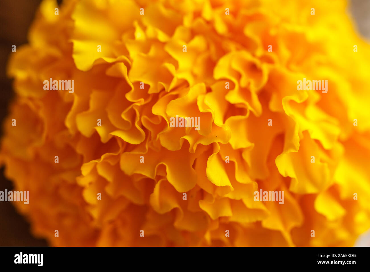 Marigold bali orange hi-res stock photography and images - Alamy