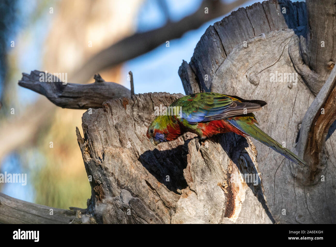 Rosella in flight hi-res stock photography and images - Alamy
