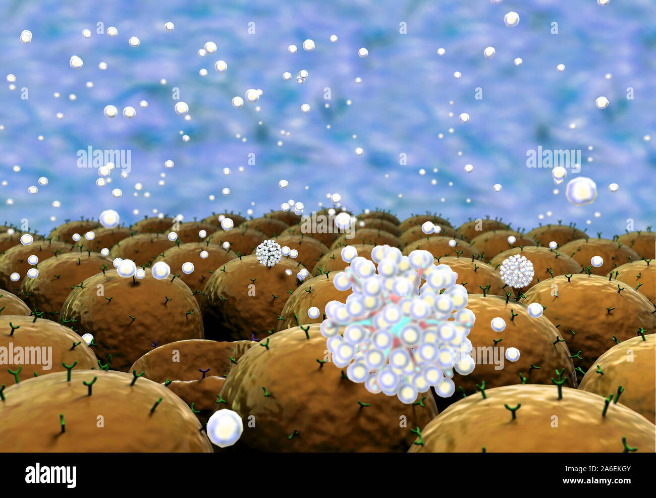 field of cells with receptors, Human Immune System attack the virus ...