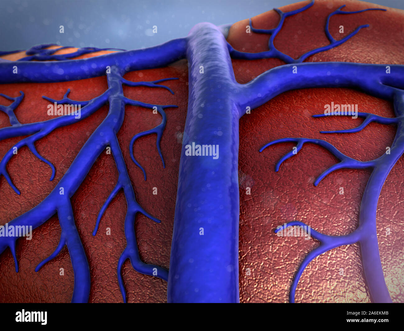 circulatory system, Capillary, Cardio-vascular Stock Photo - Alamy