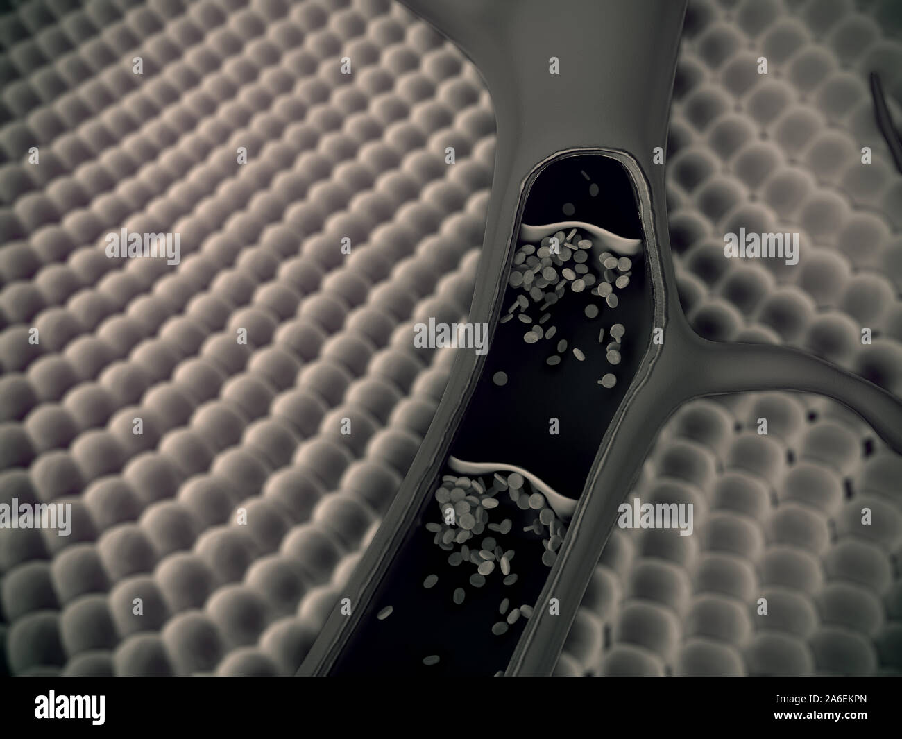 artery shown with a cut out section, Contraction of blood vessels, a ...