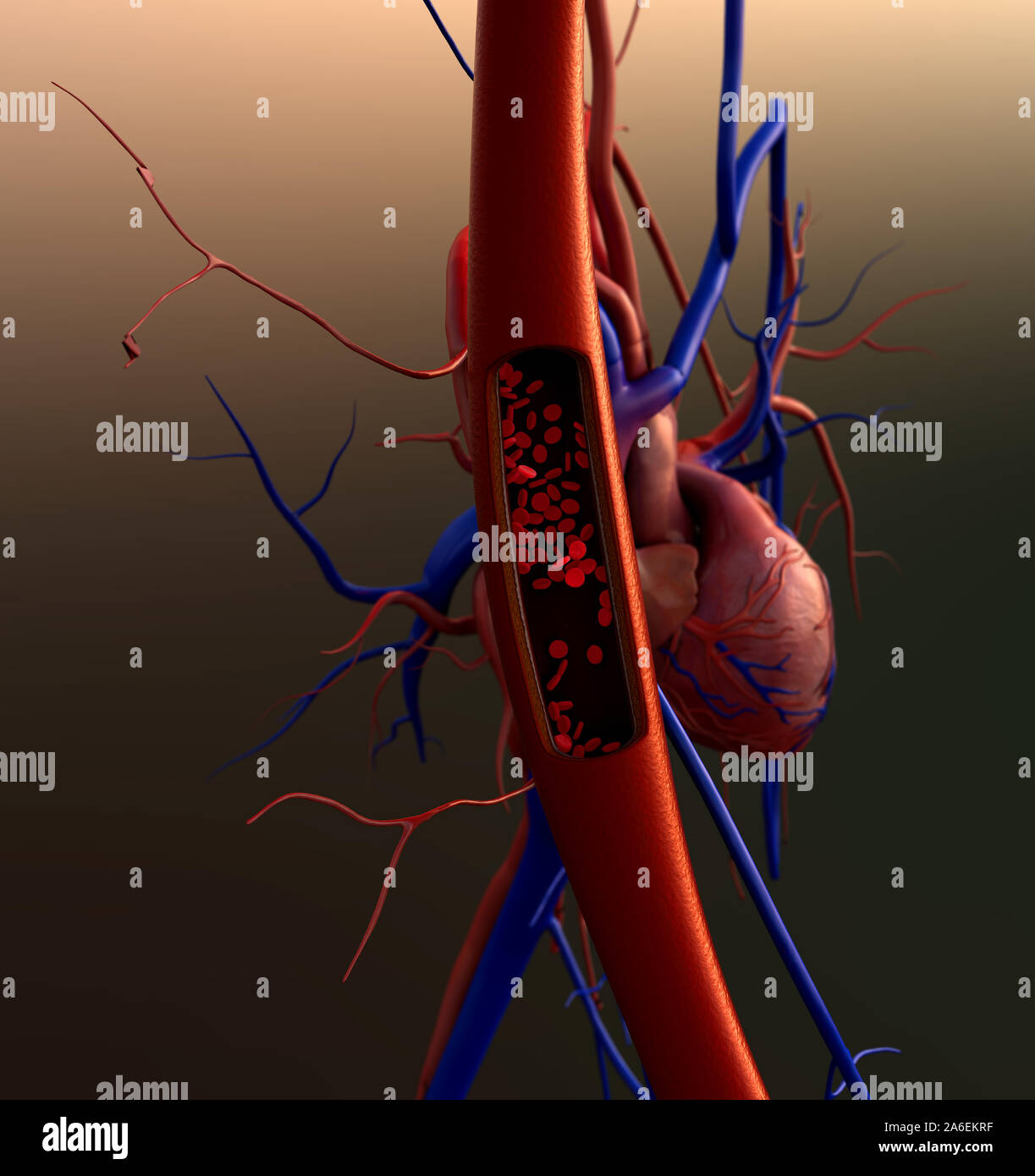 artery and erythrocytes, blood vessels, artery shown with a cut out ...