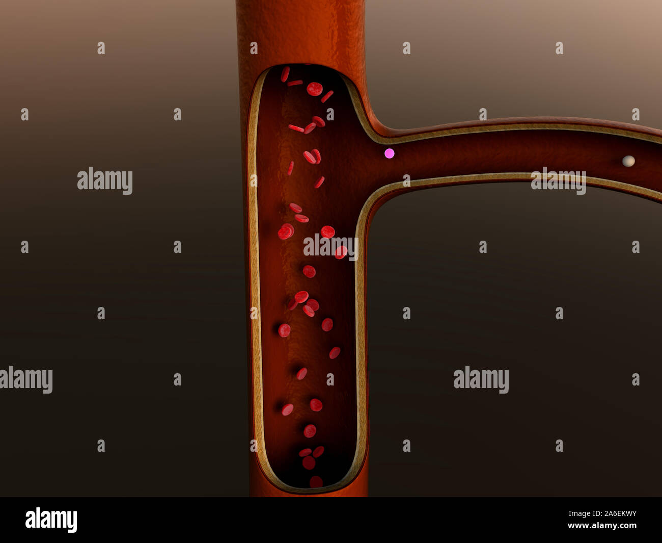 blood vessels, artery shown with a cut out section, Contraction of ...