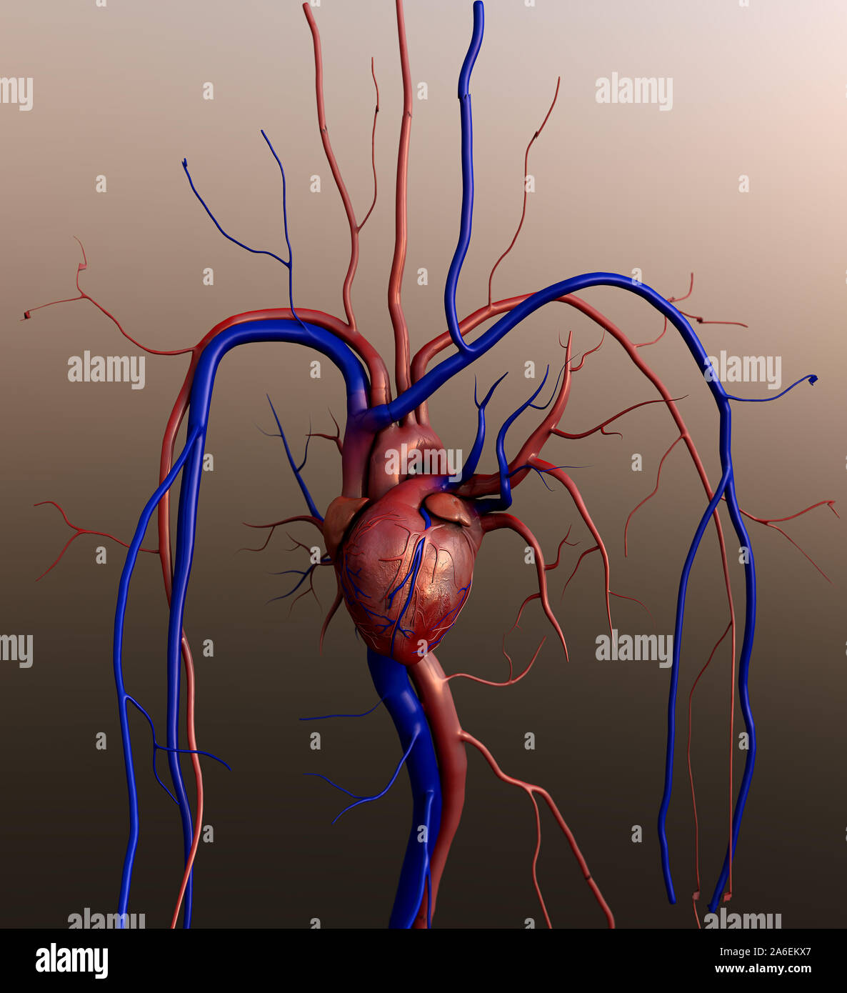 human heart, Heart model, Full clipping path included, Human heart for ...