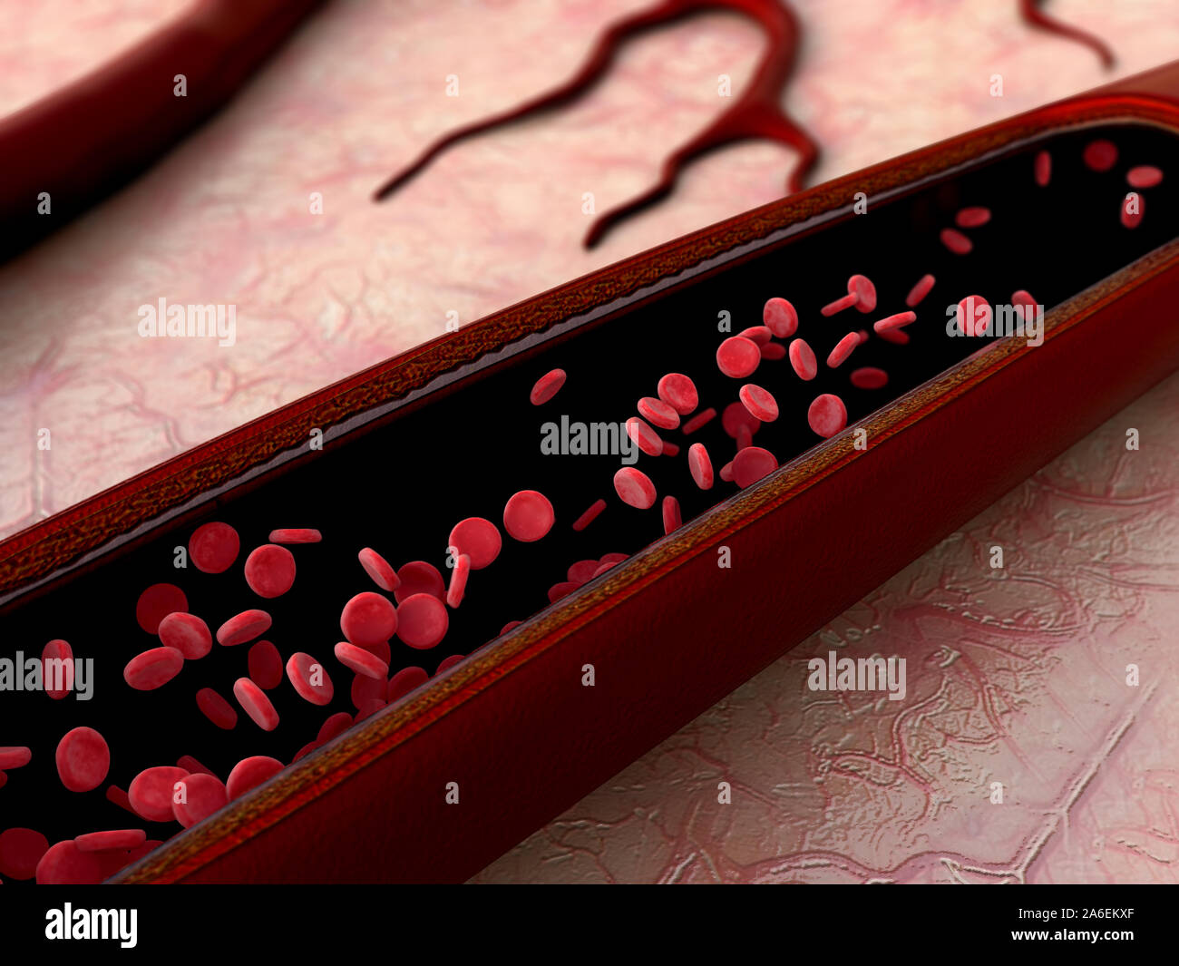 artery shown with a cut out section, High quality rendering with ...