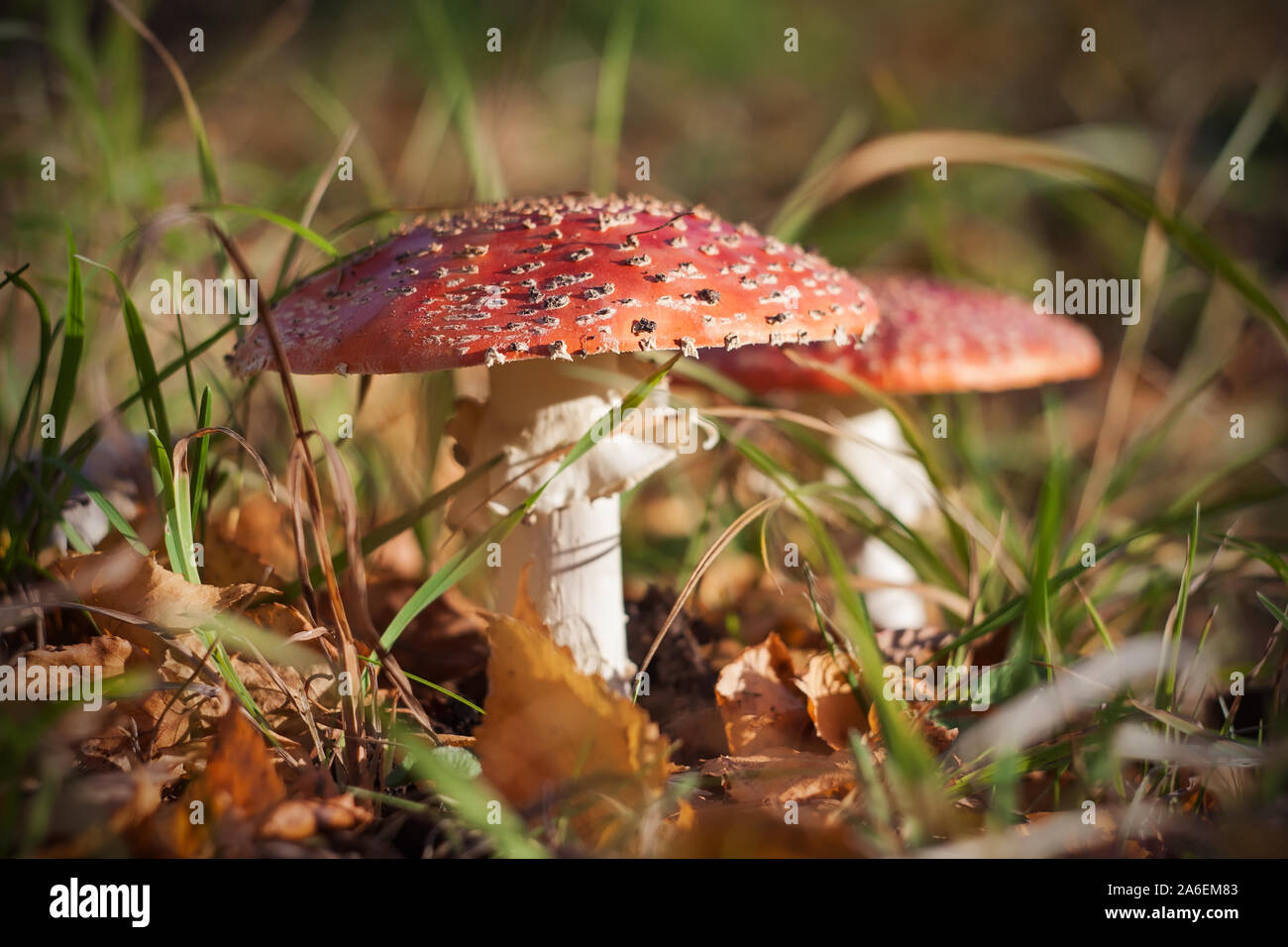White spotted red toadstools hi-res stock photography and images - Alamy