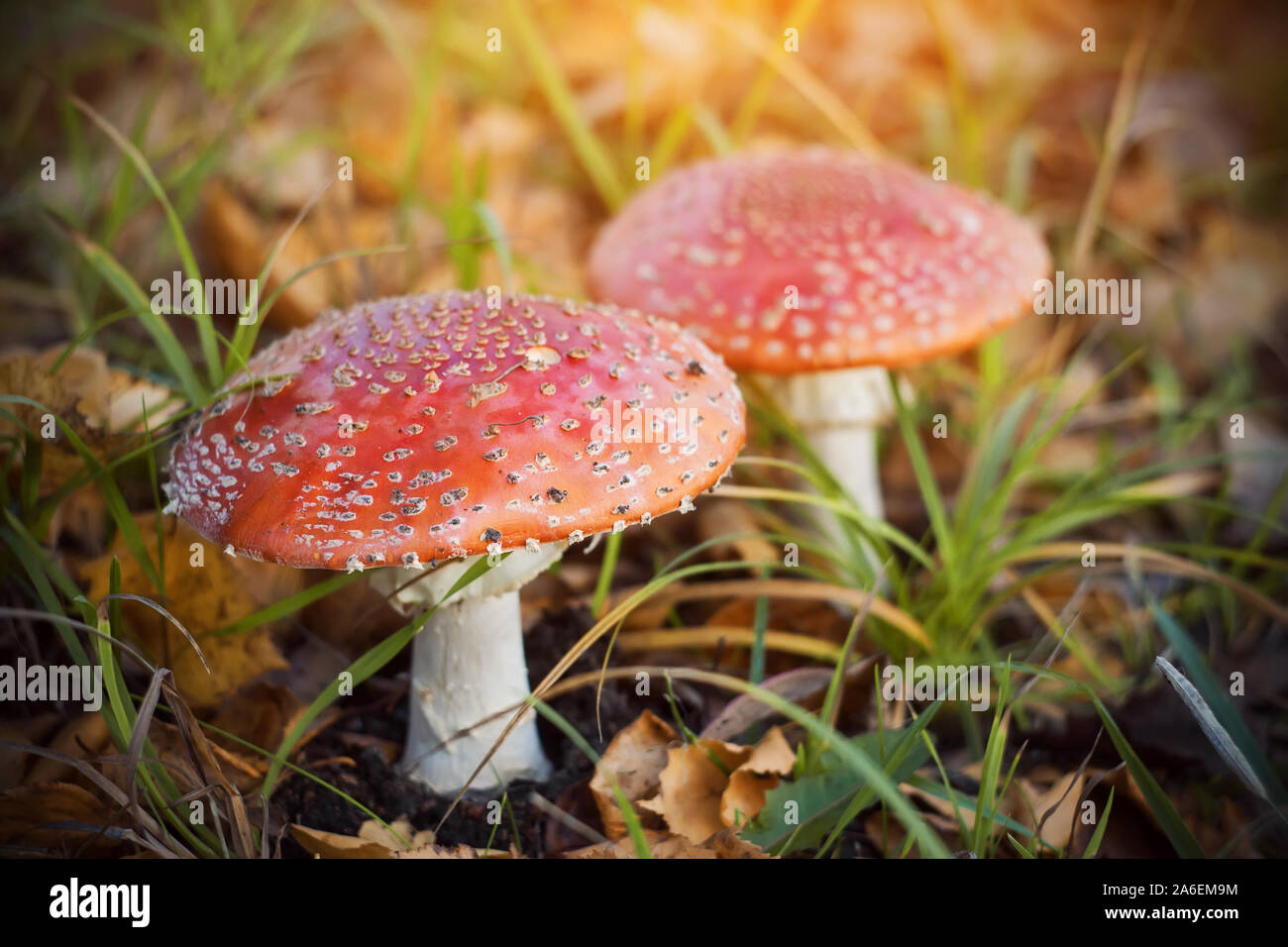 Red toadstool forest hi-res stock photography and images - Alamy