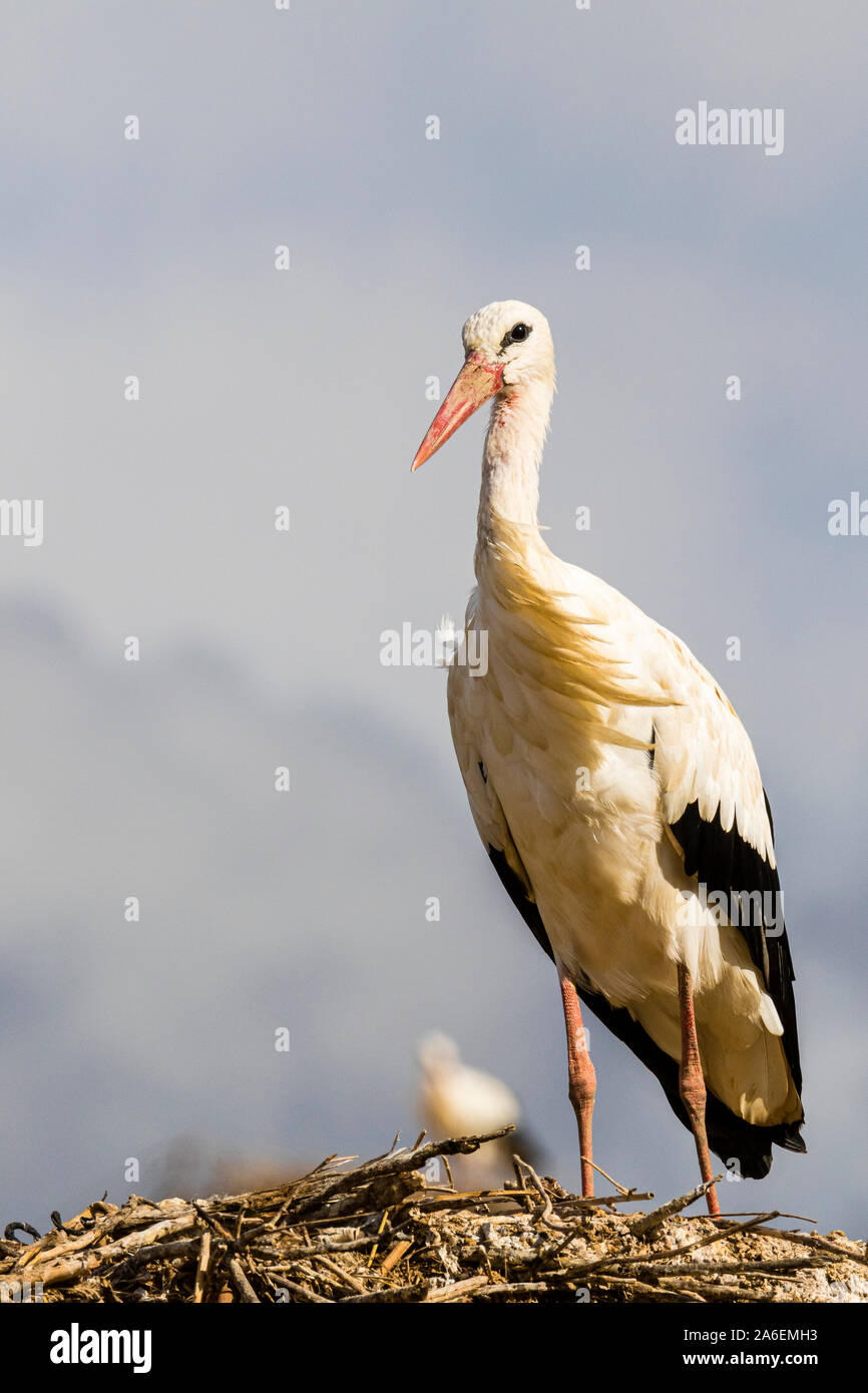 White Stork High Resolution Stock Photography and Images - Alamy