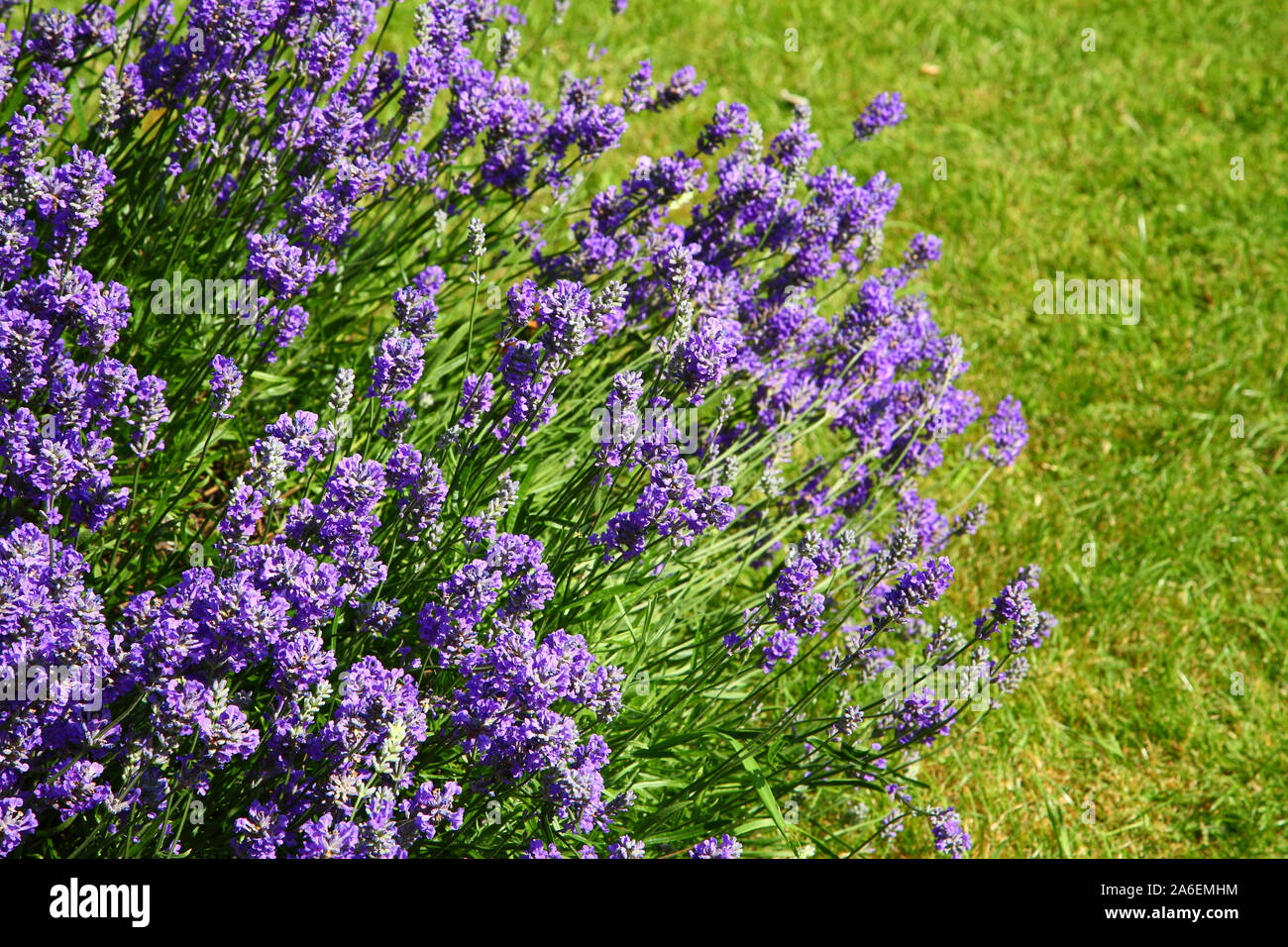 Lavender flower bloom hi-res stock photography and images - Alamy