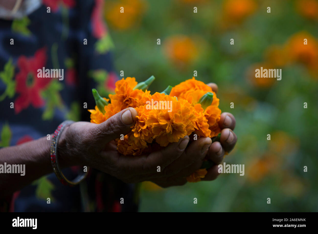 Nepalese woman collects marigold flowers from the field for the Tihar ...