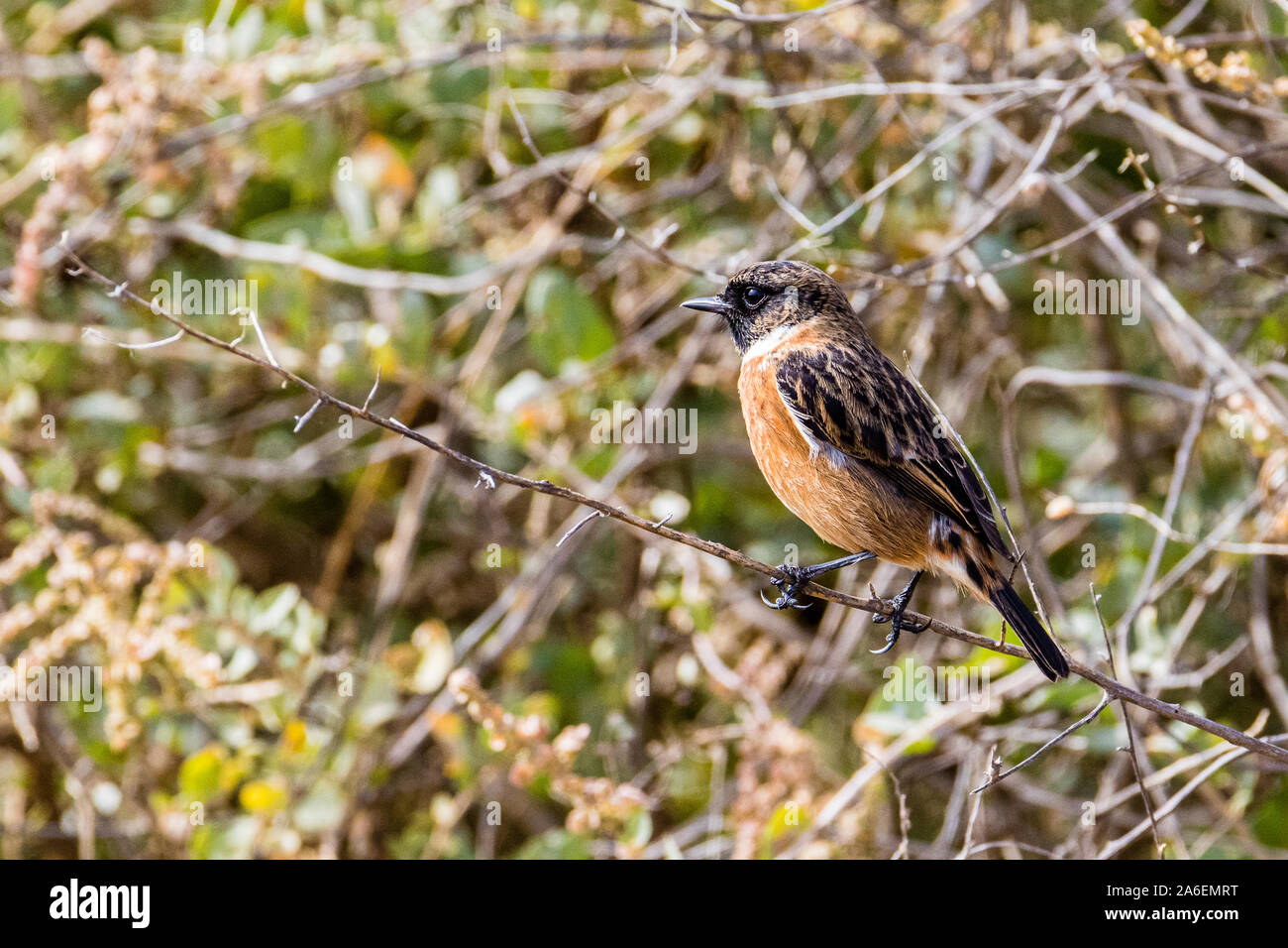 Stone hat hi-res stock photography and images - Alamy