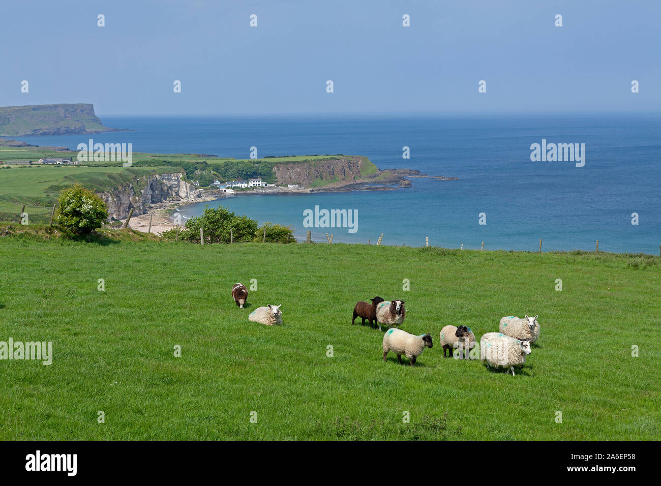 Sheep northern ireland hi-res stock photography and images - Alamy