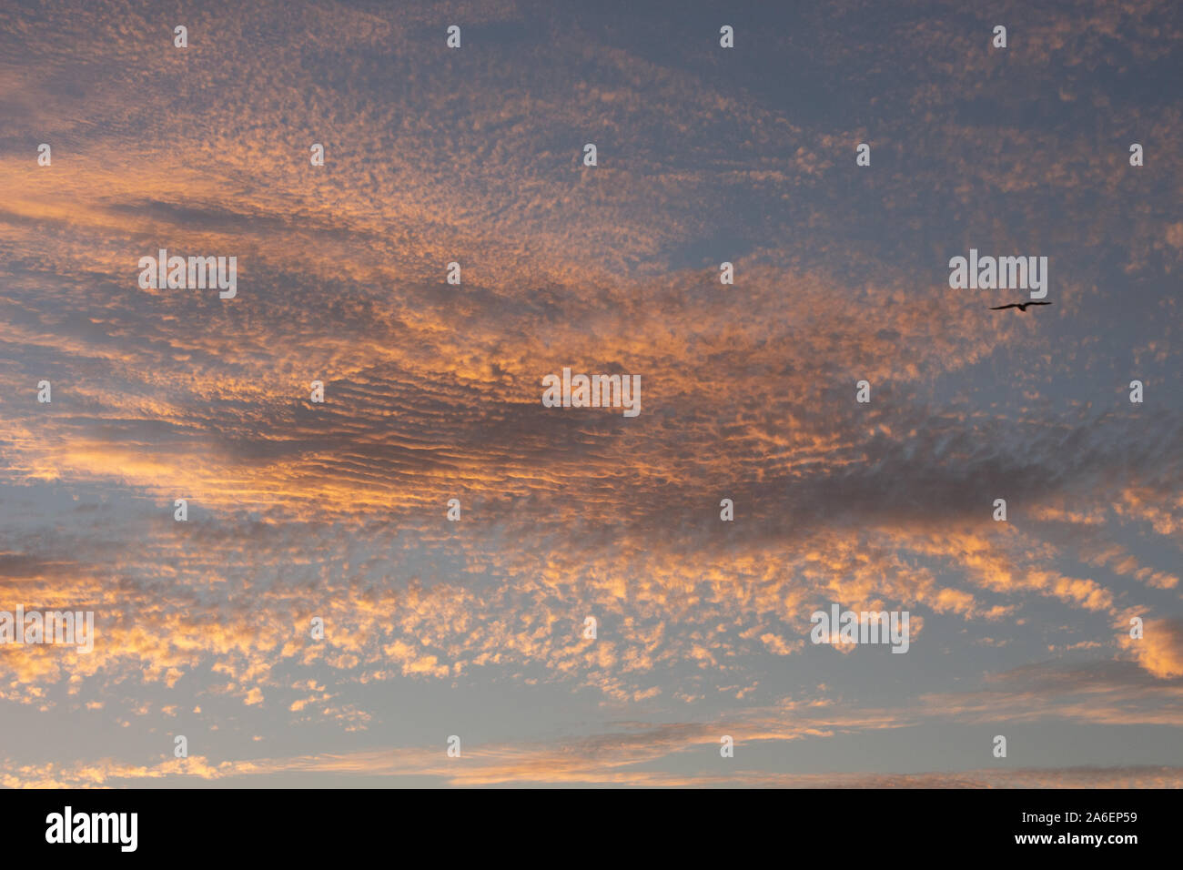luminous clouds in the evening sky just after sunset Stock Photo - Alamy