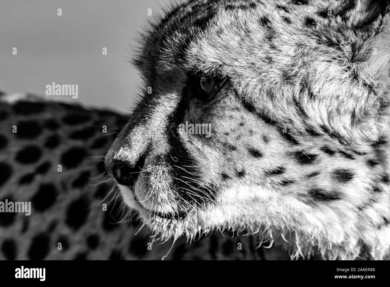 The famous cheetah (Acinonyx jubatus) of Namibia Stock Photo - Alamy