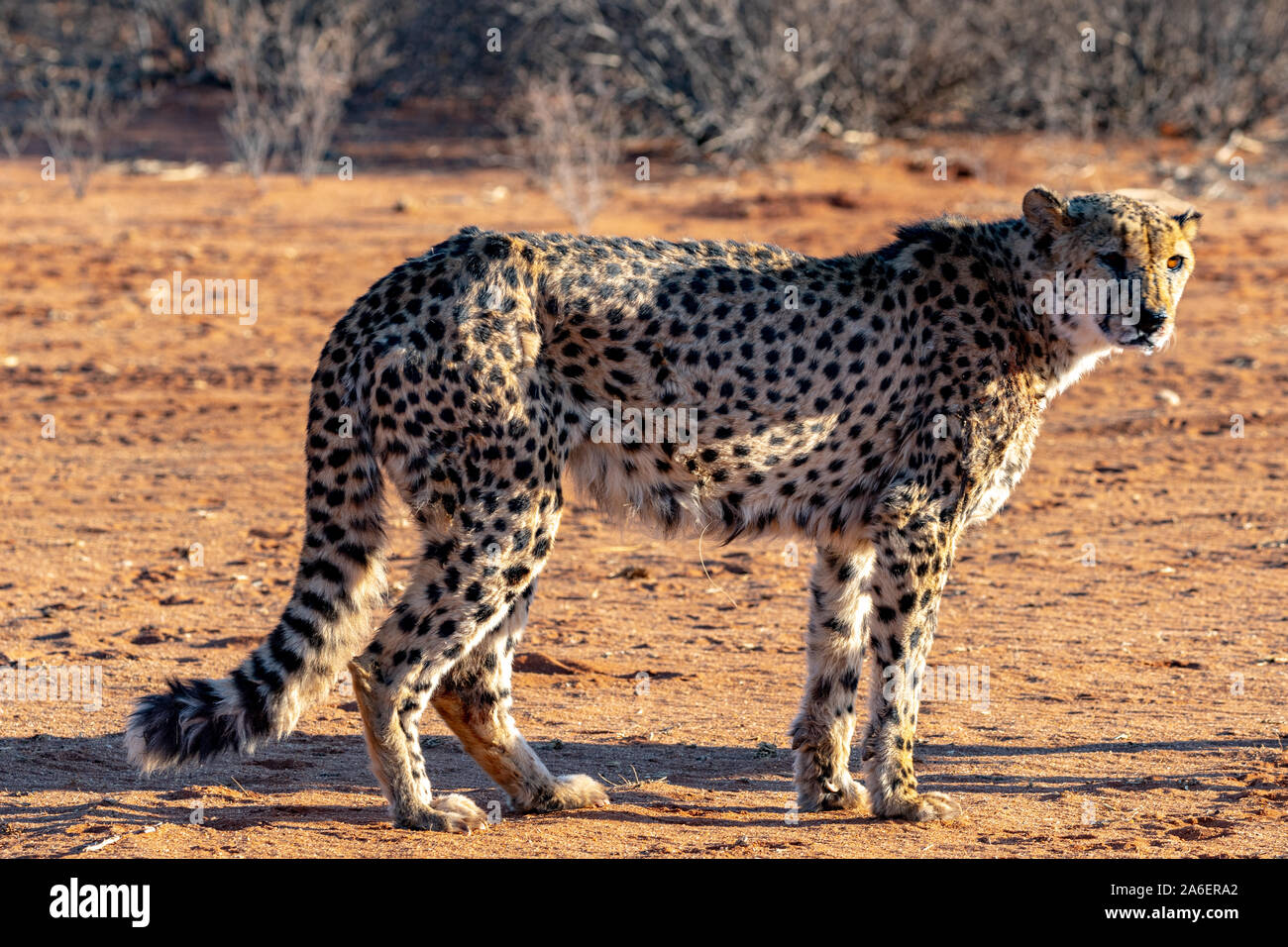 The famous cheetah (Acinonyx jubatus) of Namibia Stock Photo - Alamy