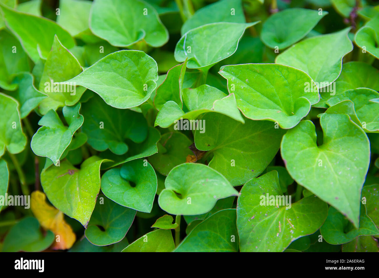Plu Kaow or Houttuynia cordata Thunb. Herbs for cancer treatment ...