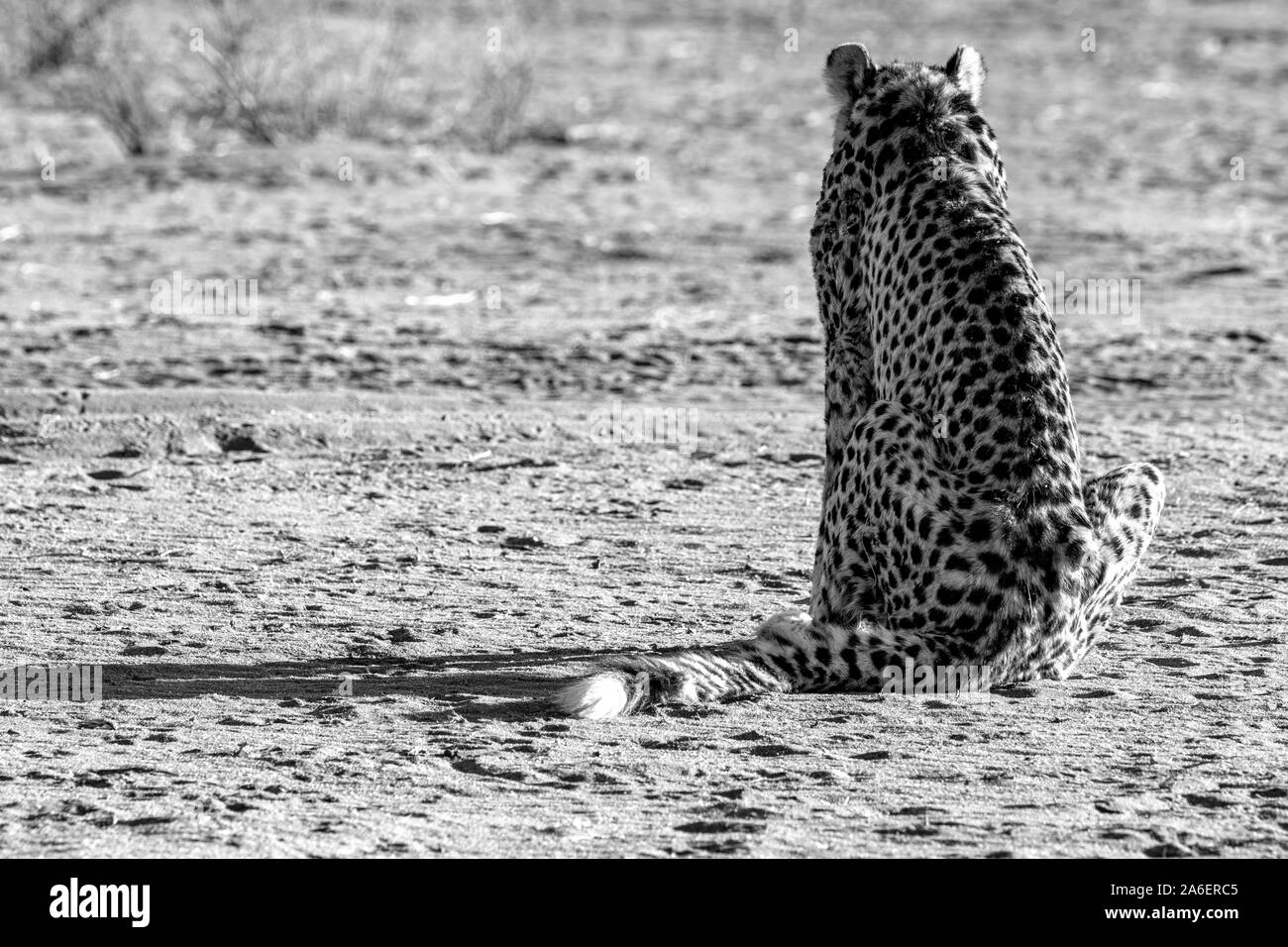White Cheetah Running