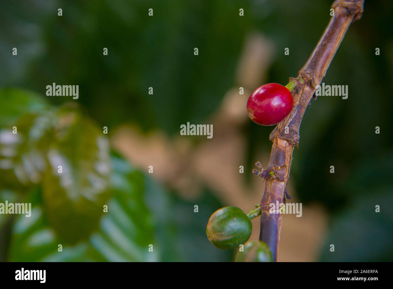 Fresh red coffee berries beans background. arabica coffee berries in ...