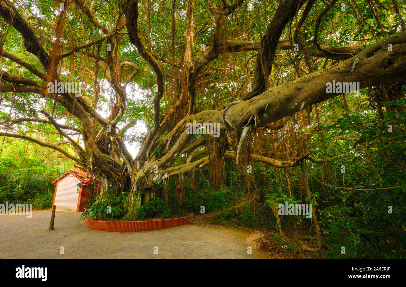 Old banyan tree hi-res stock photography and images - Alamy