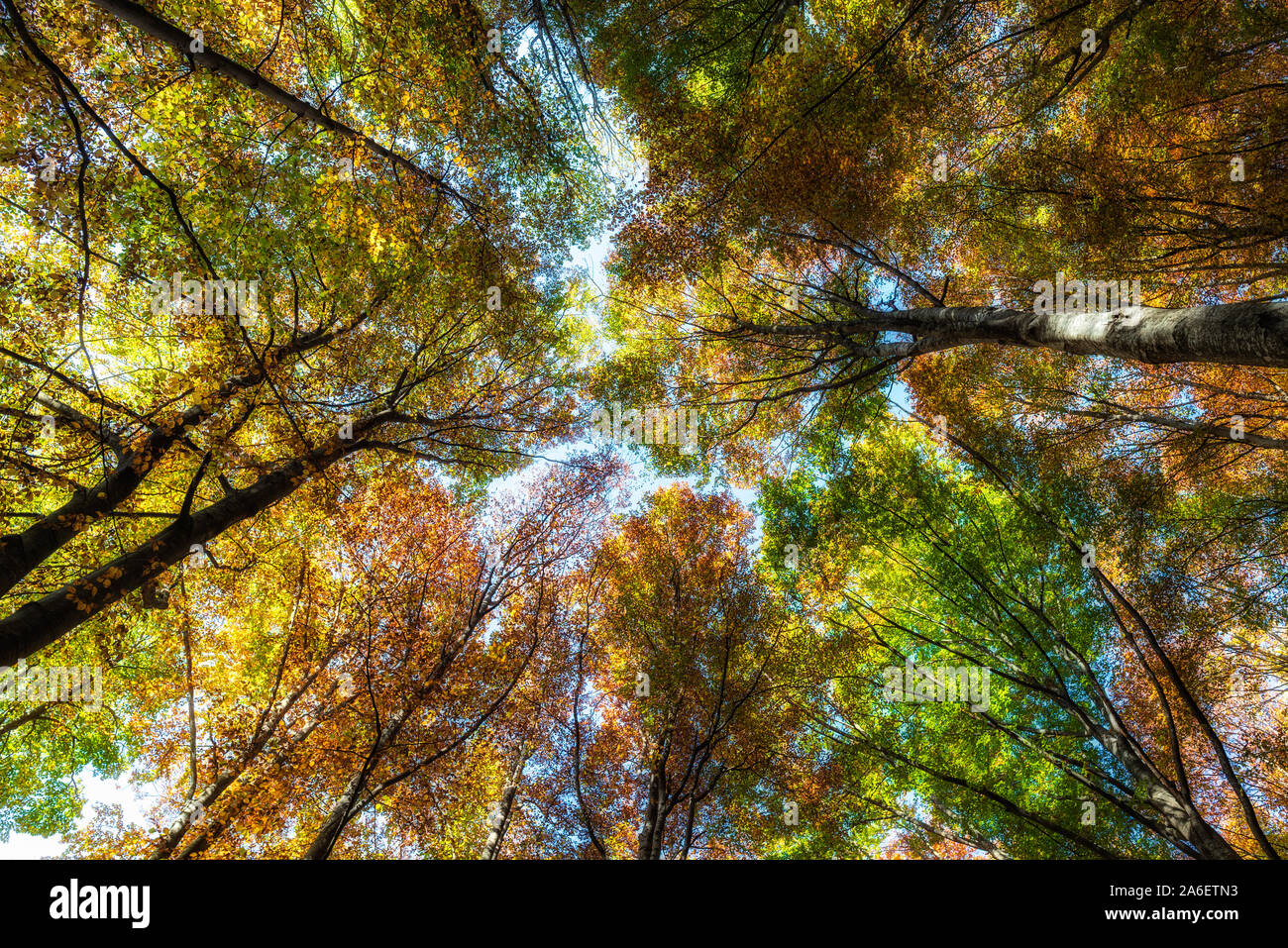 Trees tops hi-res stock photography and images - Alamy