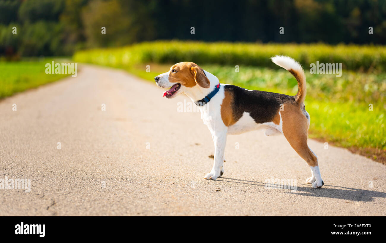 Dog purebreed beagle outdoors in nature on a rural asphalt road to ...