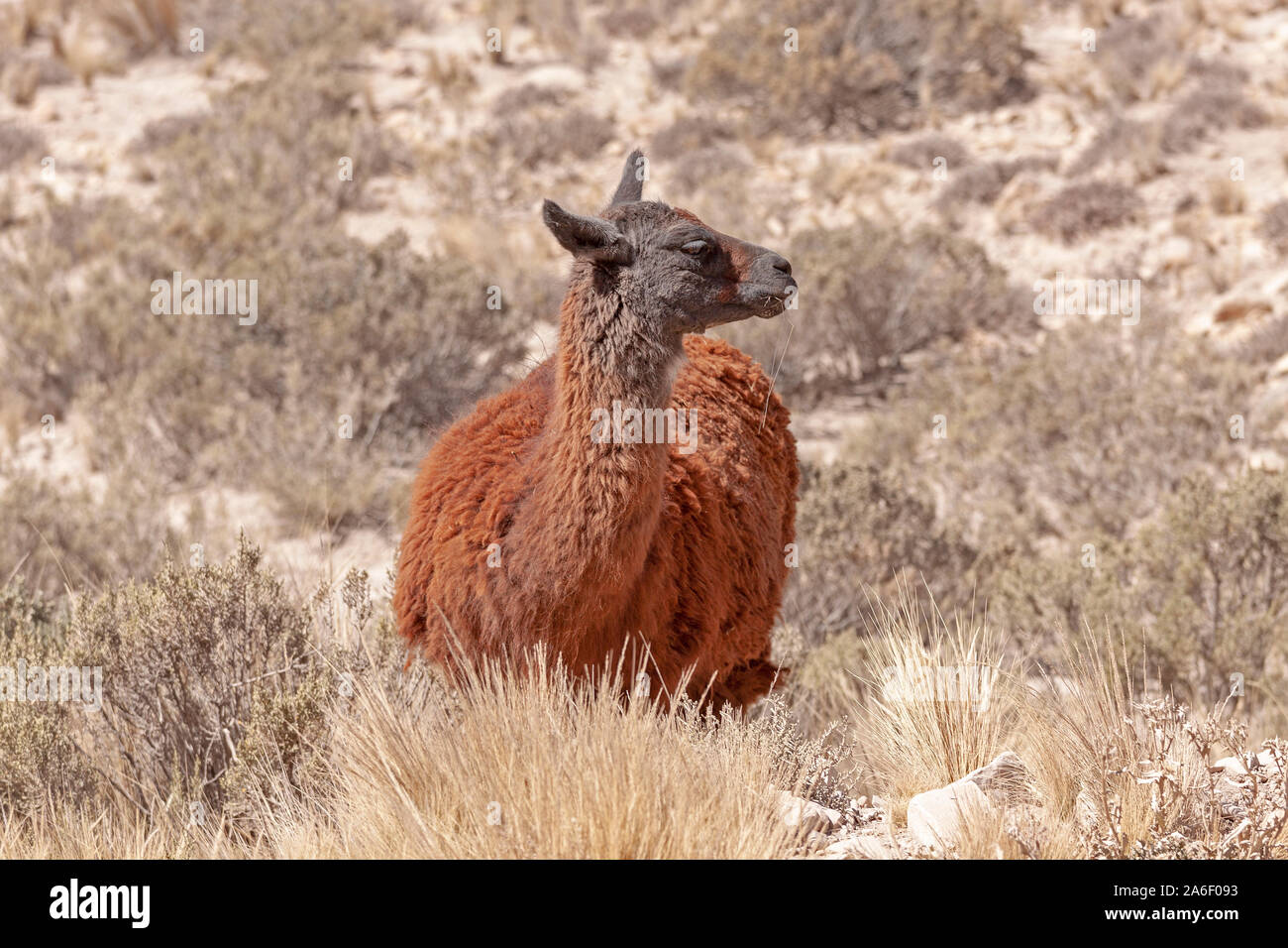 Pampa Cañahuas, Arequipa, Peru, South America Stock Photo - Alamy