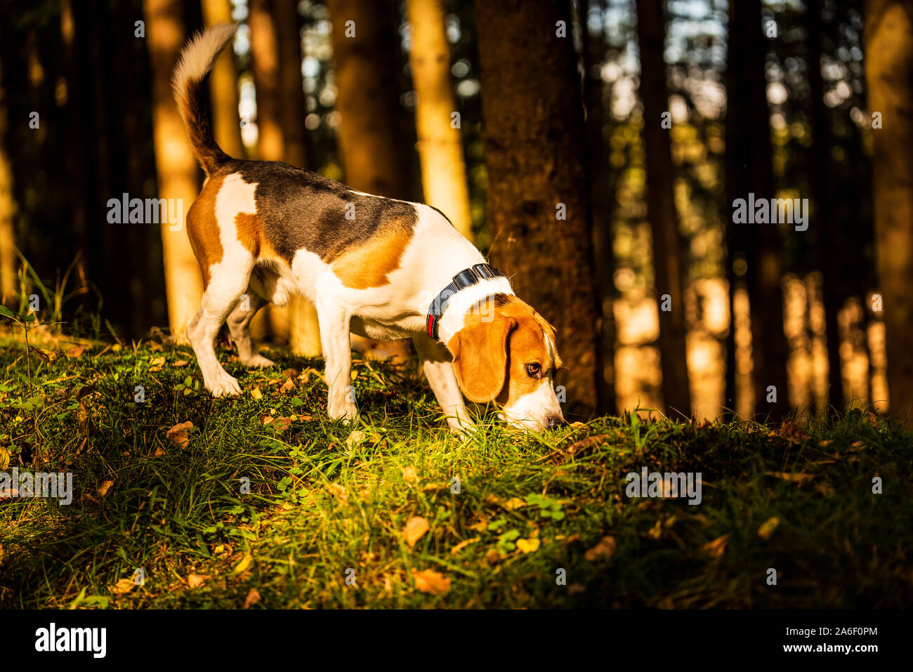 Alerted hi-res stock photography and images - Alamy
