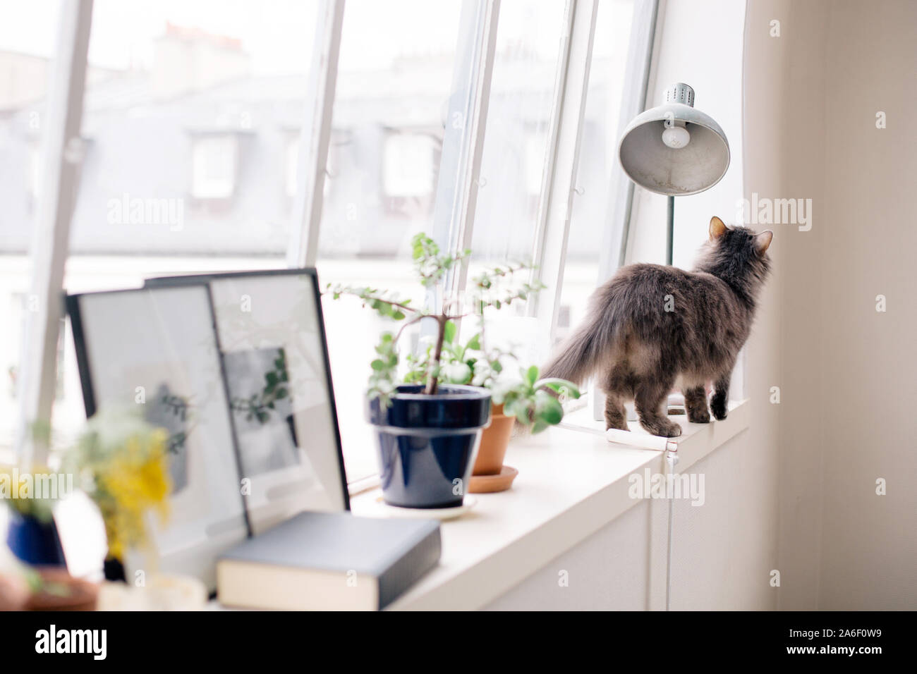 Curious and funny cat in a stylish parisian flat Stock Photo - Alamy