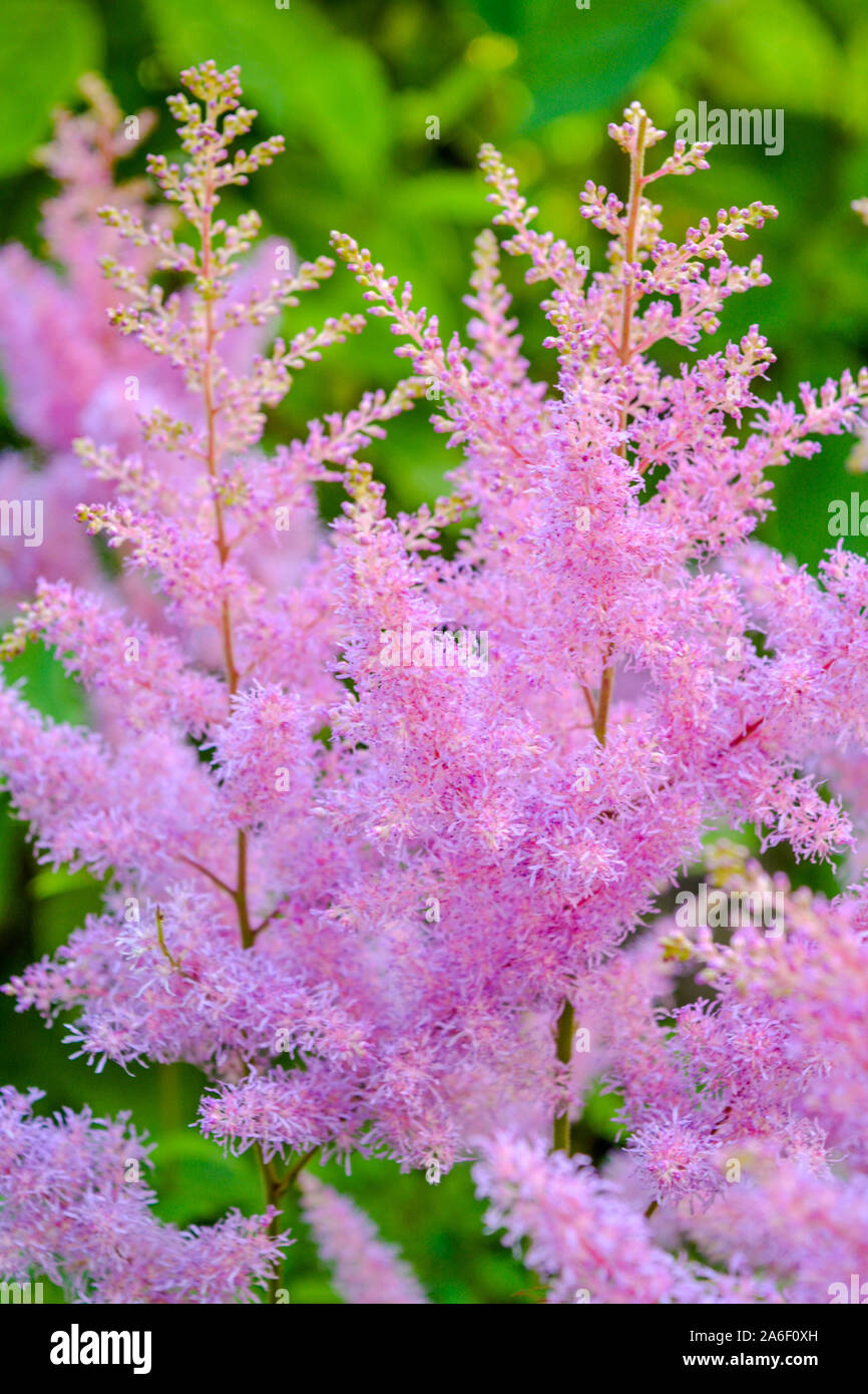 Aruncus dioicus or goat beard pink plant close up on green on blurred ...