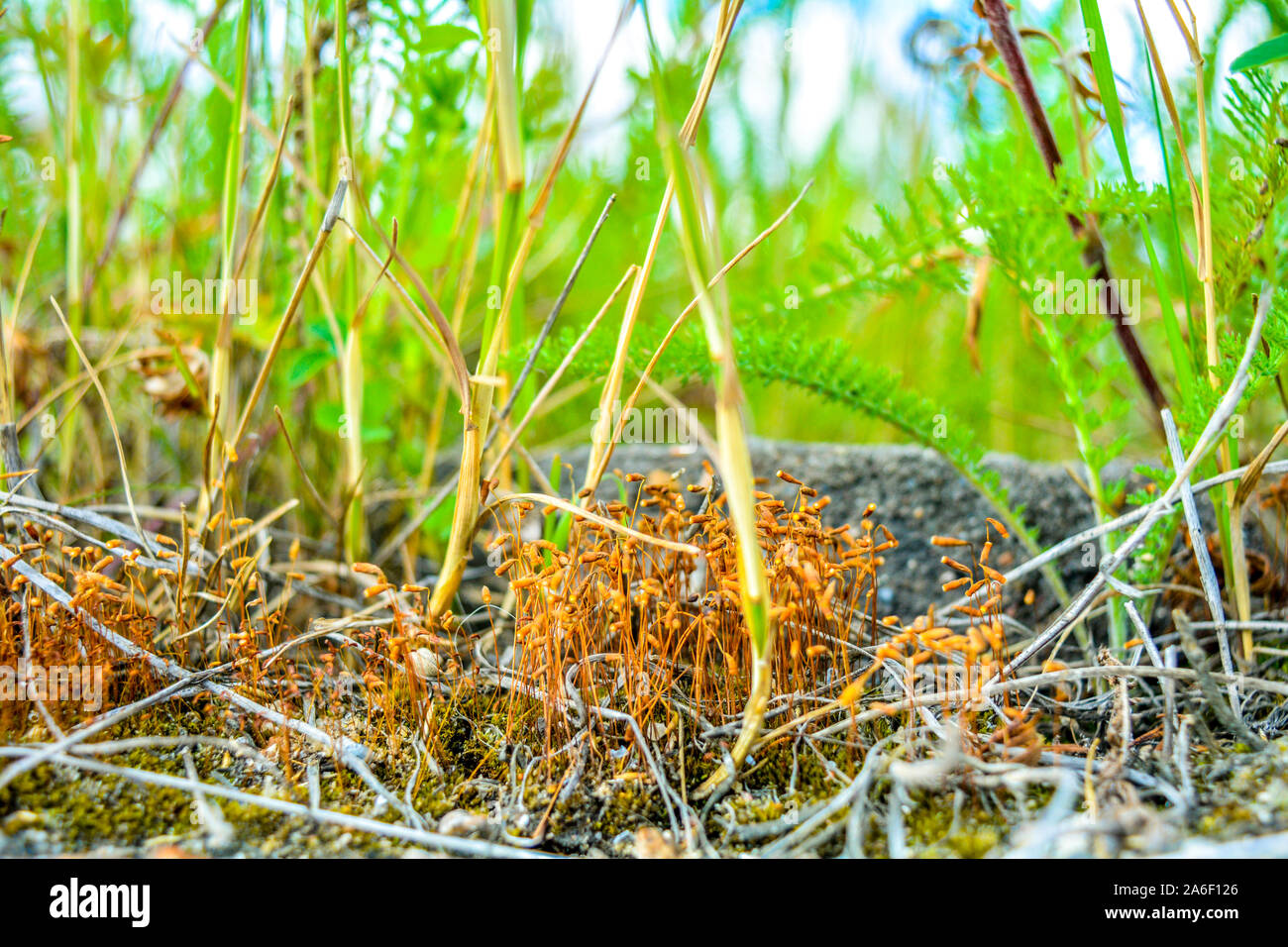 Close-up of orange seed capsules of ordinary moss among dry and green ...