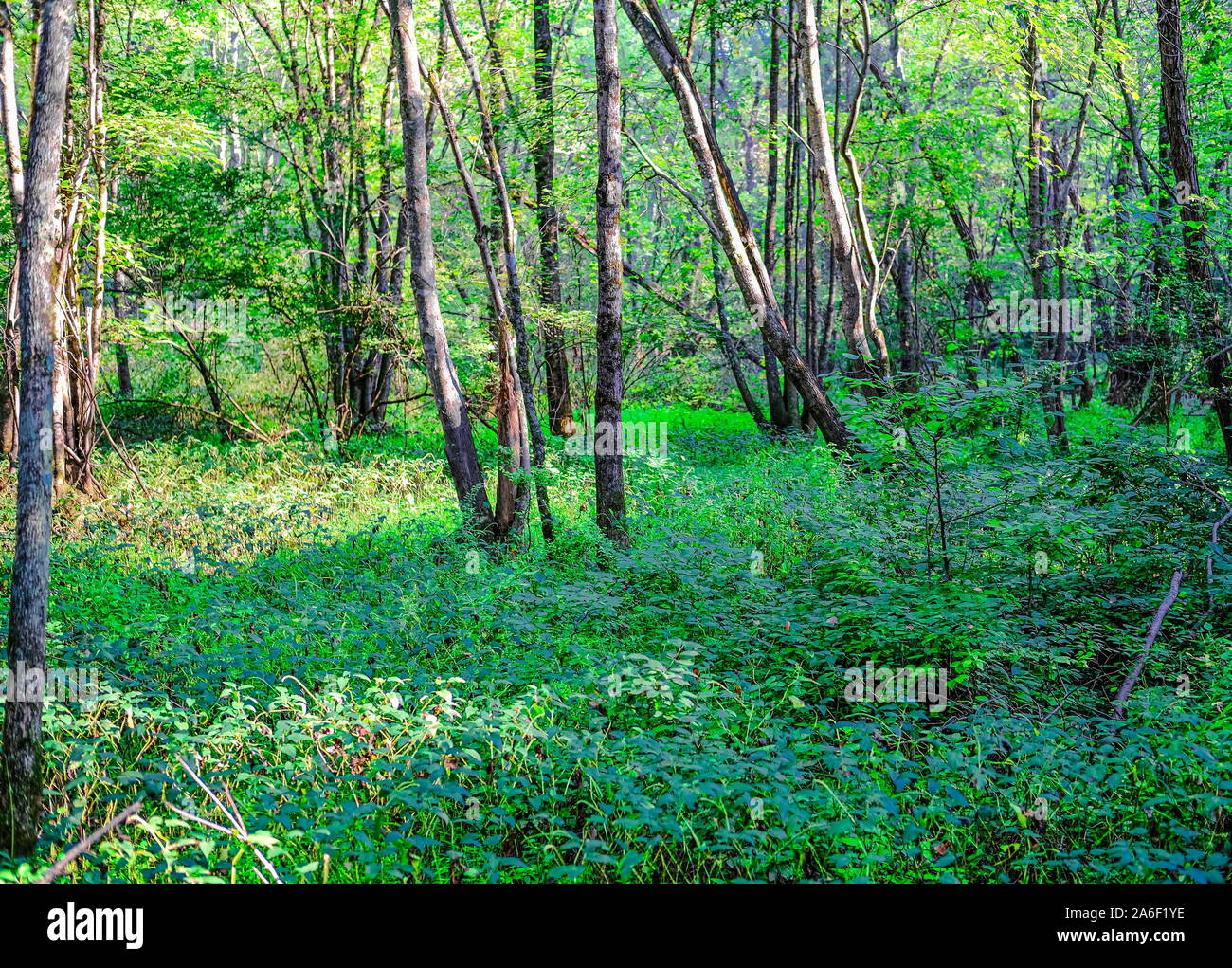 Lush Green Summer Forest with solid undergrowth Stock Photo - Alamy