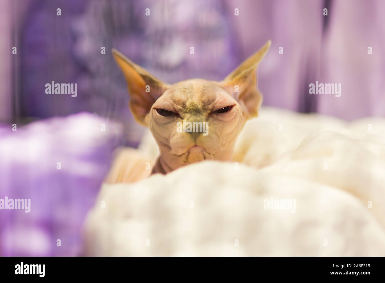 Sphinx breed of cat Stock Photo - Alamy