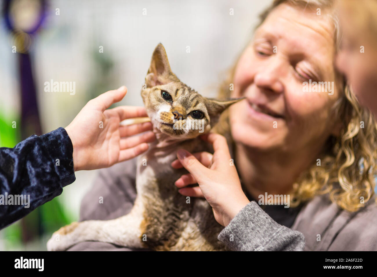 Cat with its owner Stock Photo - Alamy
