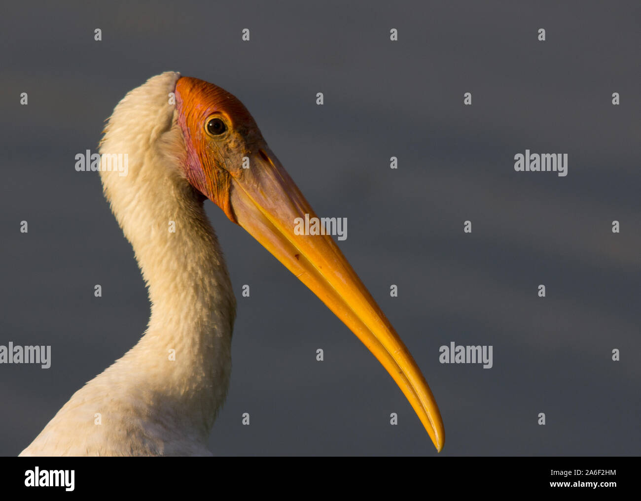 Distinctive Color Markings High Resolution Stock Photography and Images ...