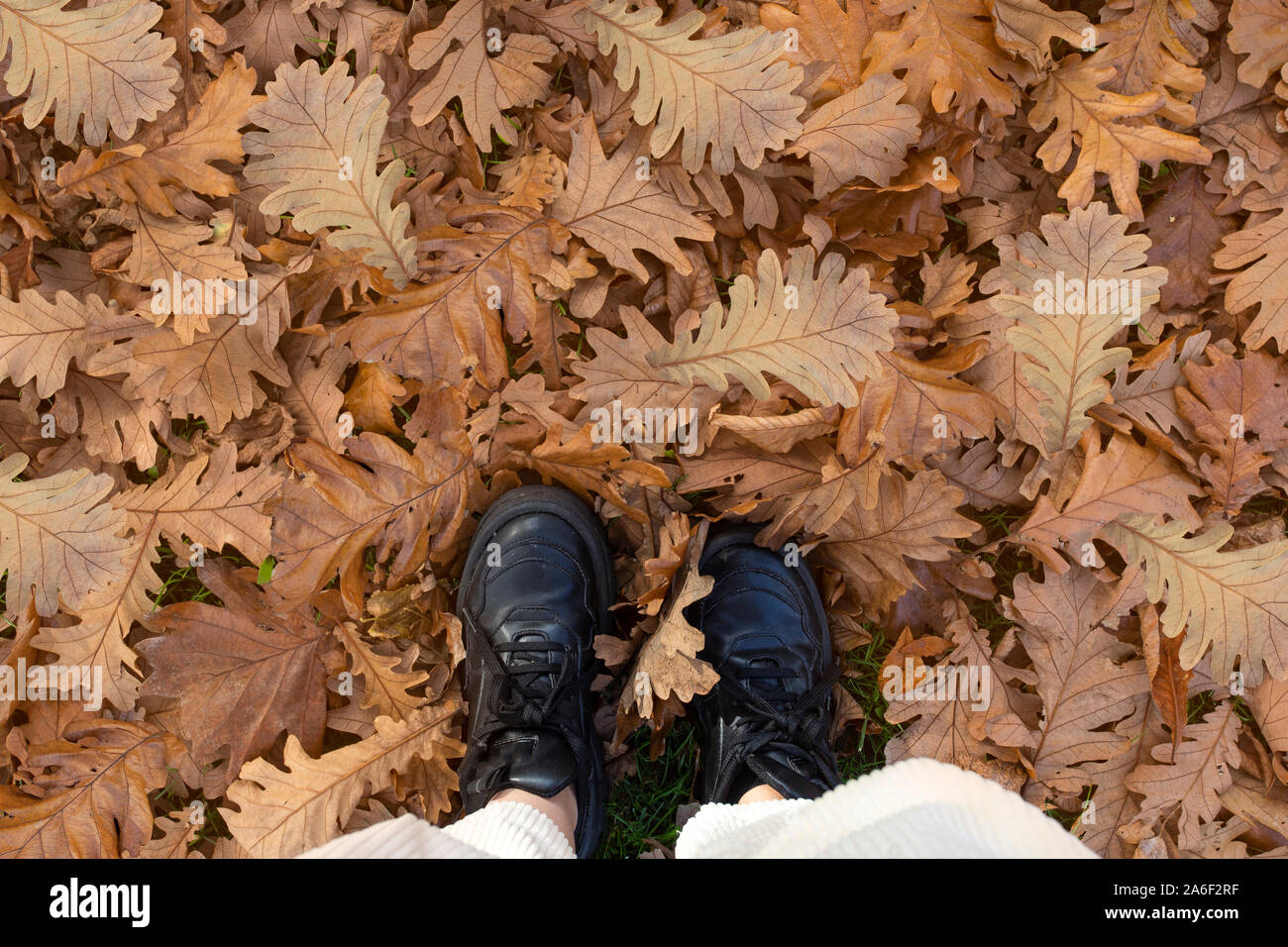 Black sneakers shoes standing in a pile of autumnn leaves background ...