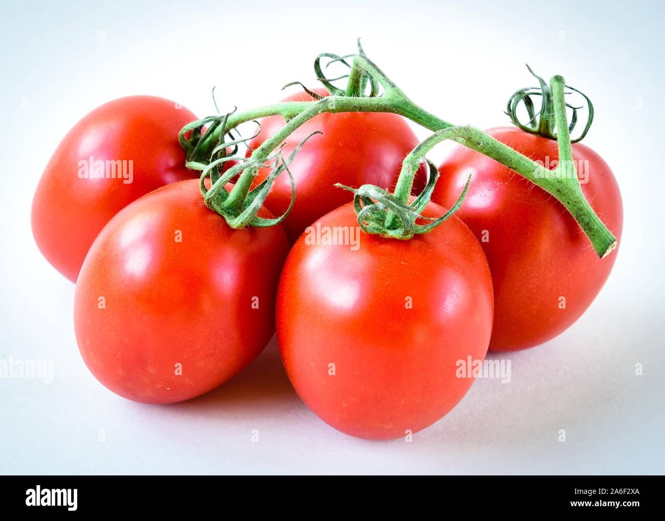 Studio shot organic five on vine ripened Roma tomatoes isolated on ...