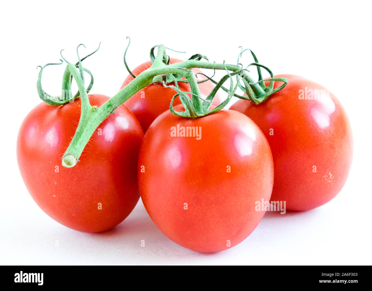 Studio shot organic four on vine ripened Roma tomatoes isolated on ...