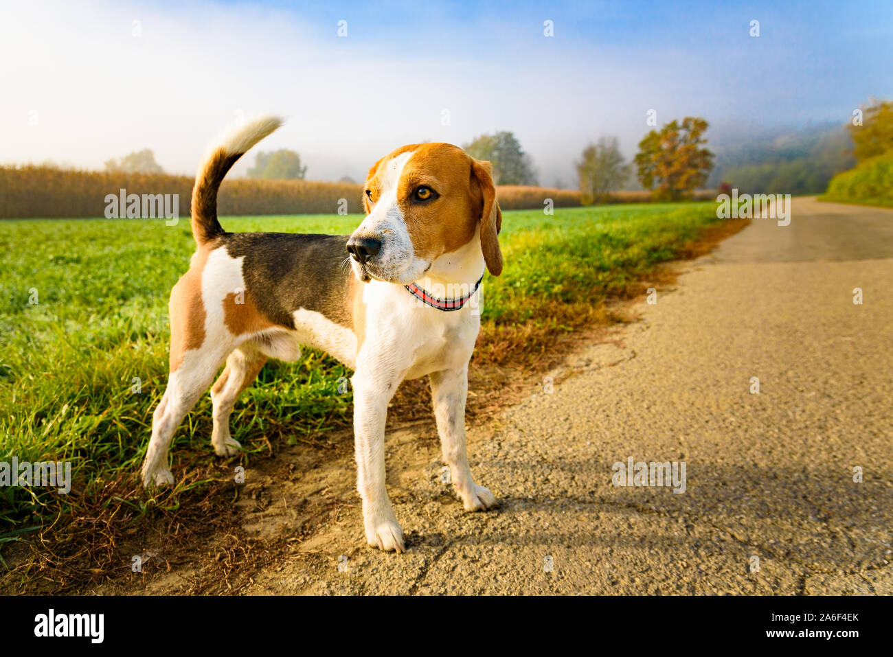 Dog purebreed beagle outdoors in nature on a rural asphalt road to ...