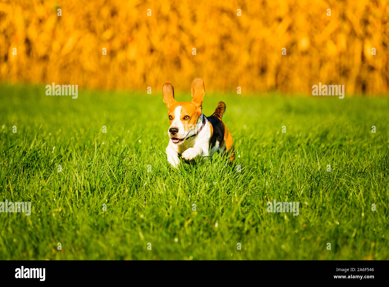 Dog, pure breed beagle jumping and running like crazy through morning ...