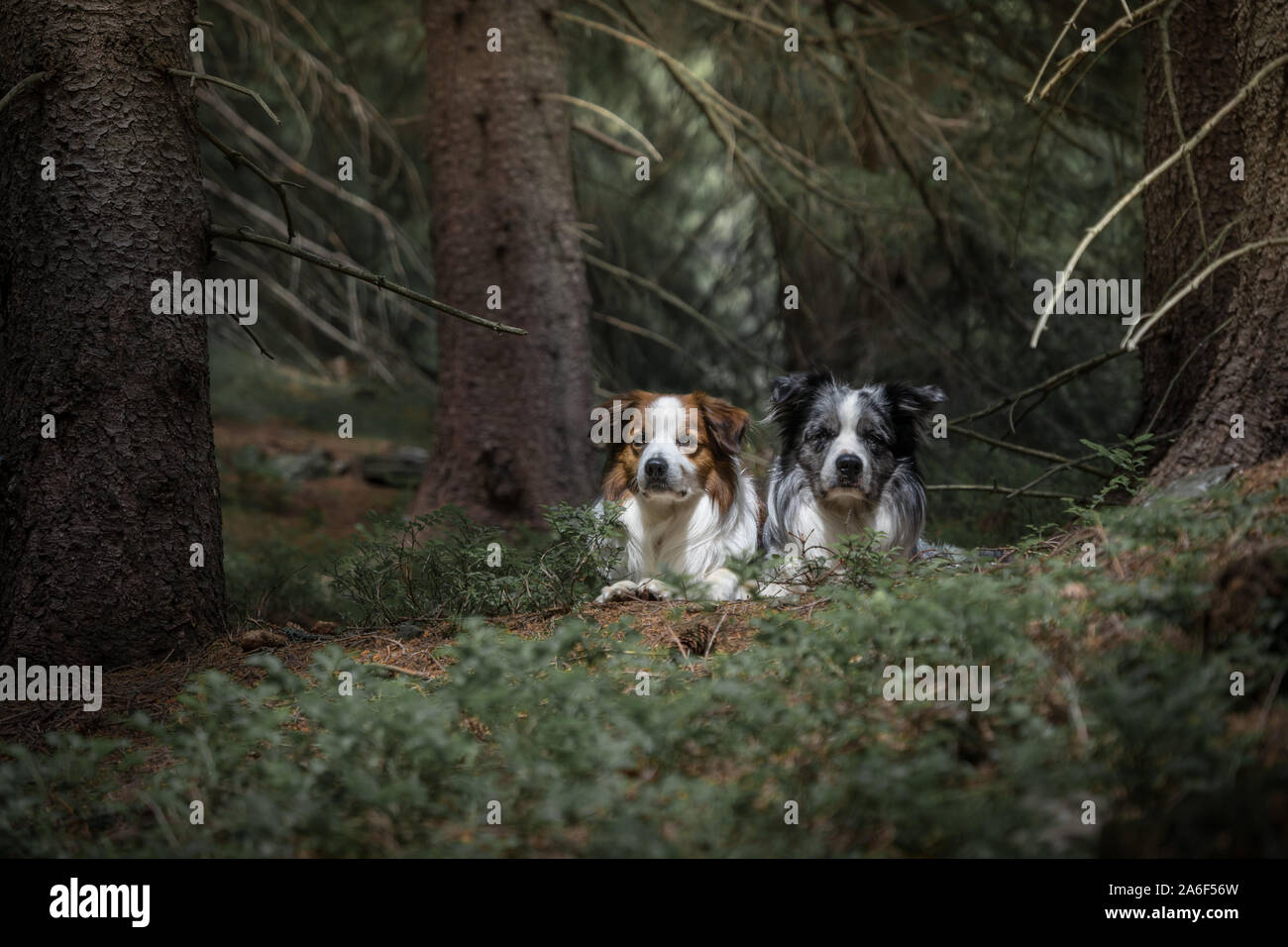 The Krkonose Mountains are a geomorphological complex and the highest ...