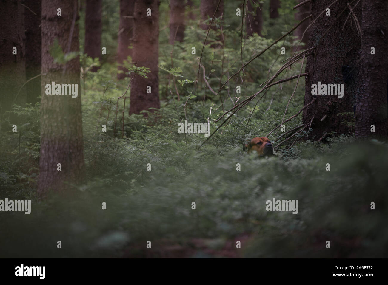 The Krkonose Mountains are a geomorphological complex and the highest ...