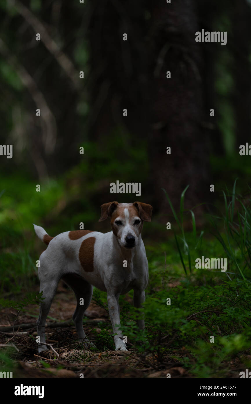 The Krkonose Mountains are a geomorphological complex and the highest ...