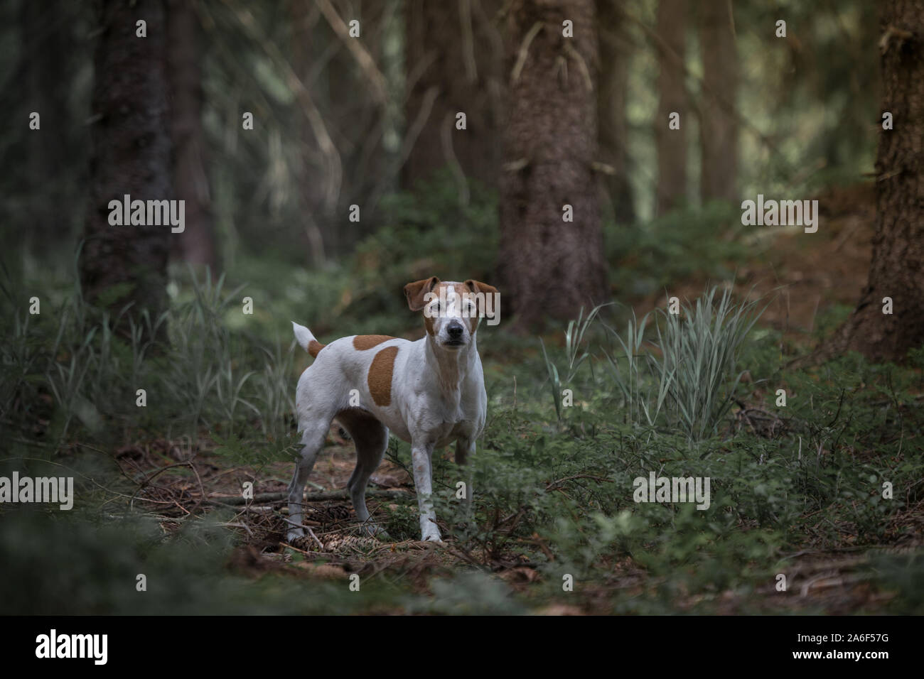 The Krkonose Mountains are a geomorphological complex and the highest ...
