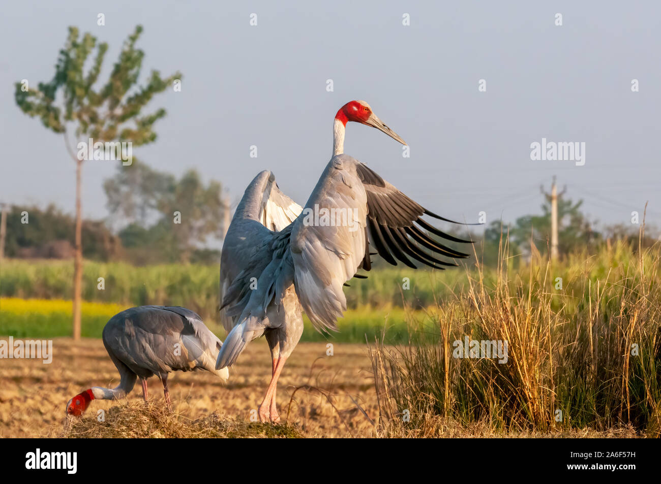 Sarus fluttering wings hi-res stock photography and images - Alamy