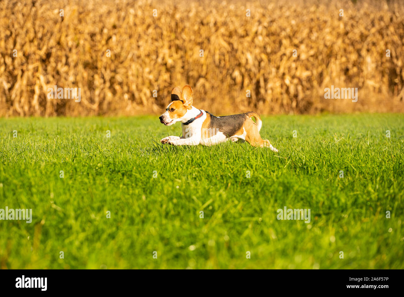 Dog, pure breed beagle jumping and running like crazy through morning ...