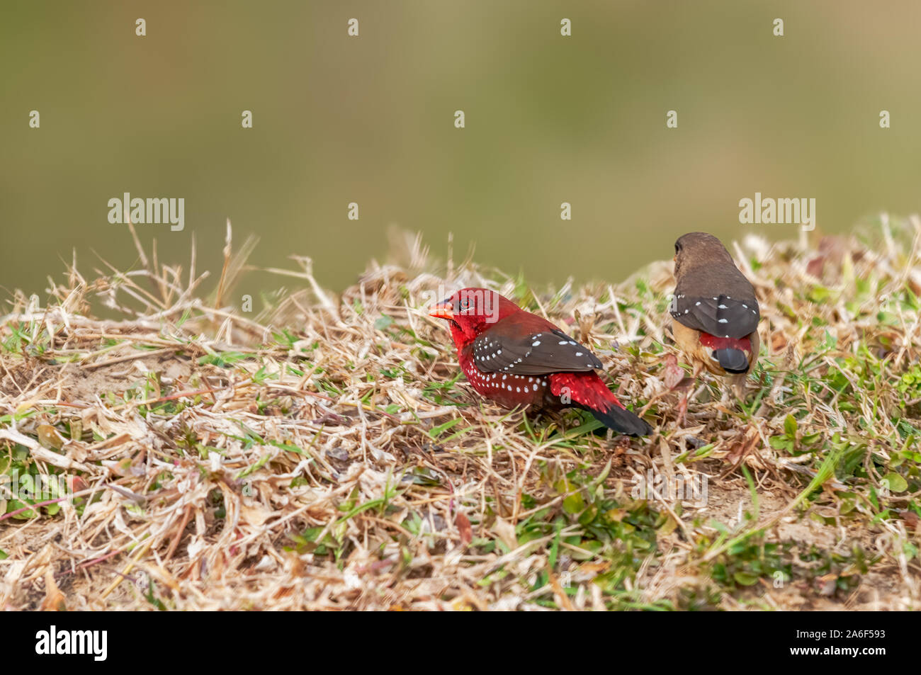 A couple of strawberry finch in dry grass Stock Photo - Alamy